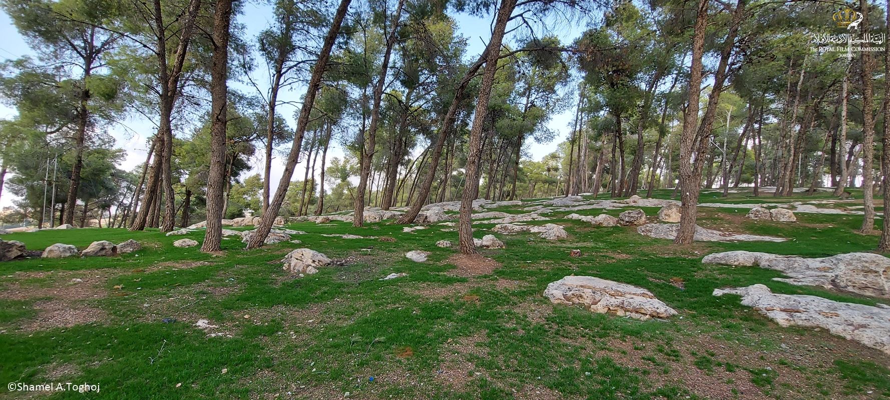 Locations Hub - King of Bahrain Forest