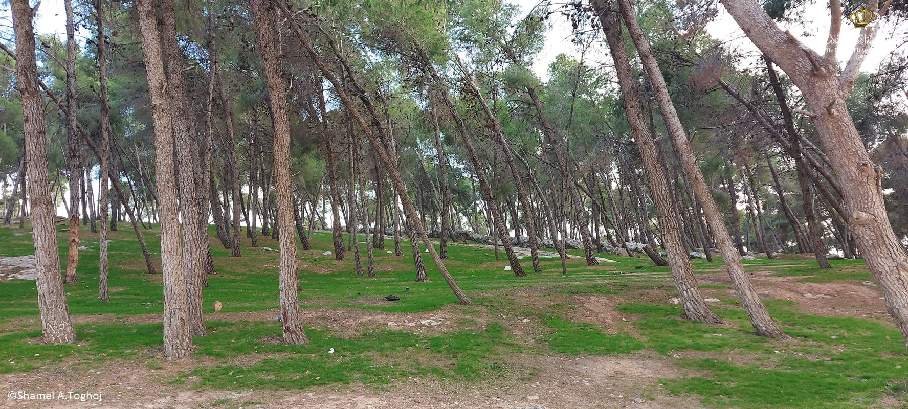 Locations Hub - King of Bahrain Forest