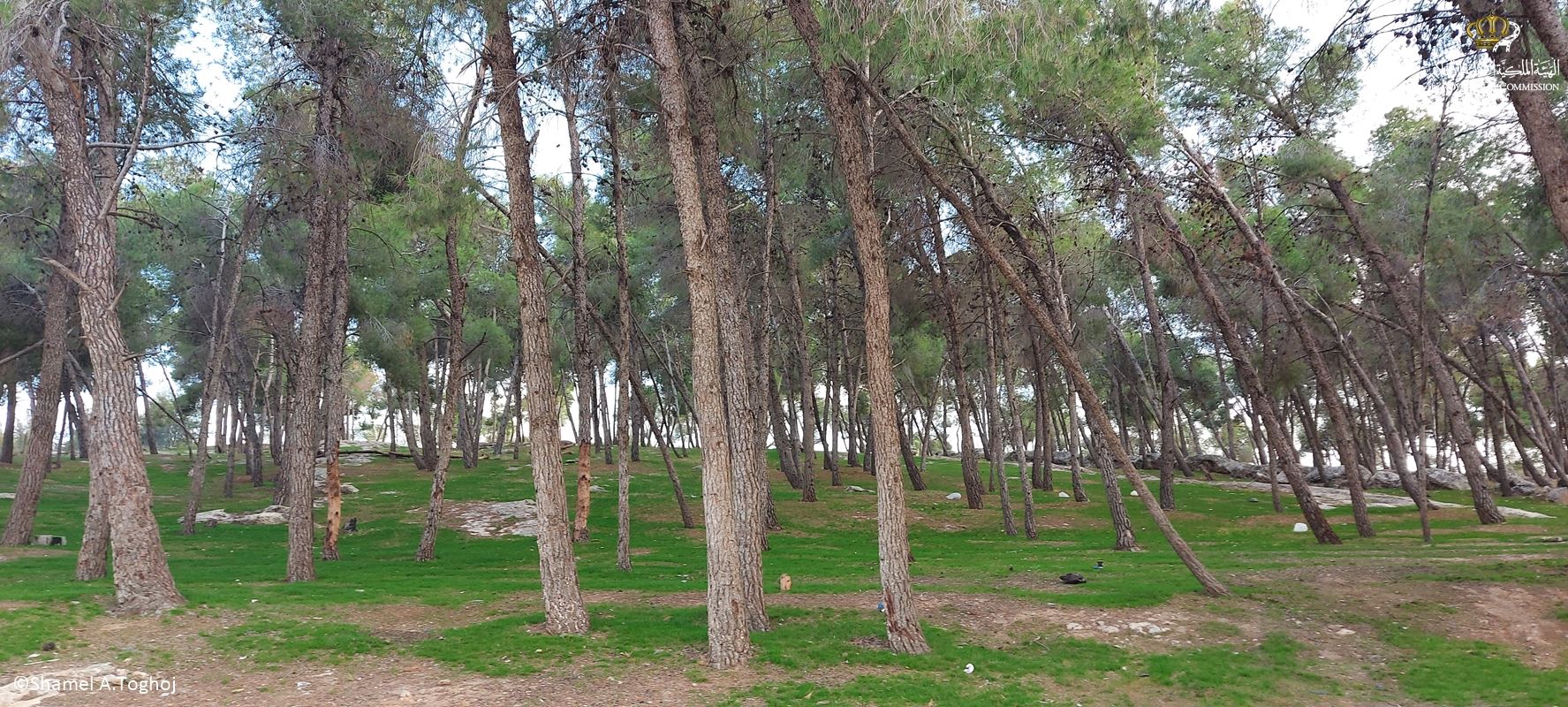 Locations Hub - King of Bahrain Forest