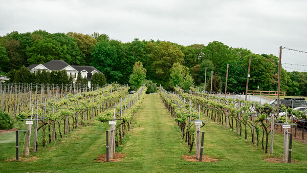 Locations Hub - Blue Ridge Estate Vineyard & Winery | Pocono Mountains