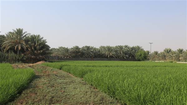 Locations Hub - Peddy Crops & Palm Garden مزارع الرز والنخيل