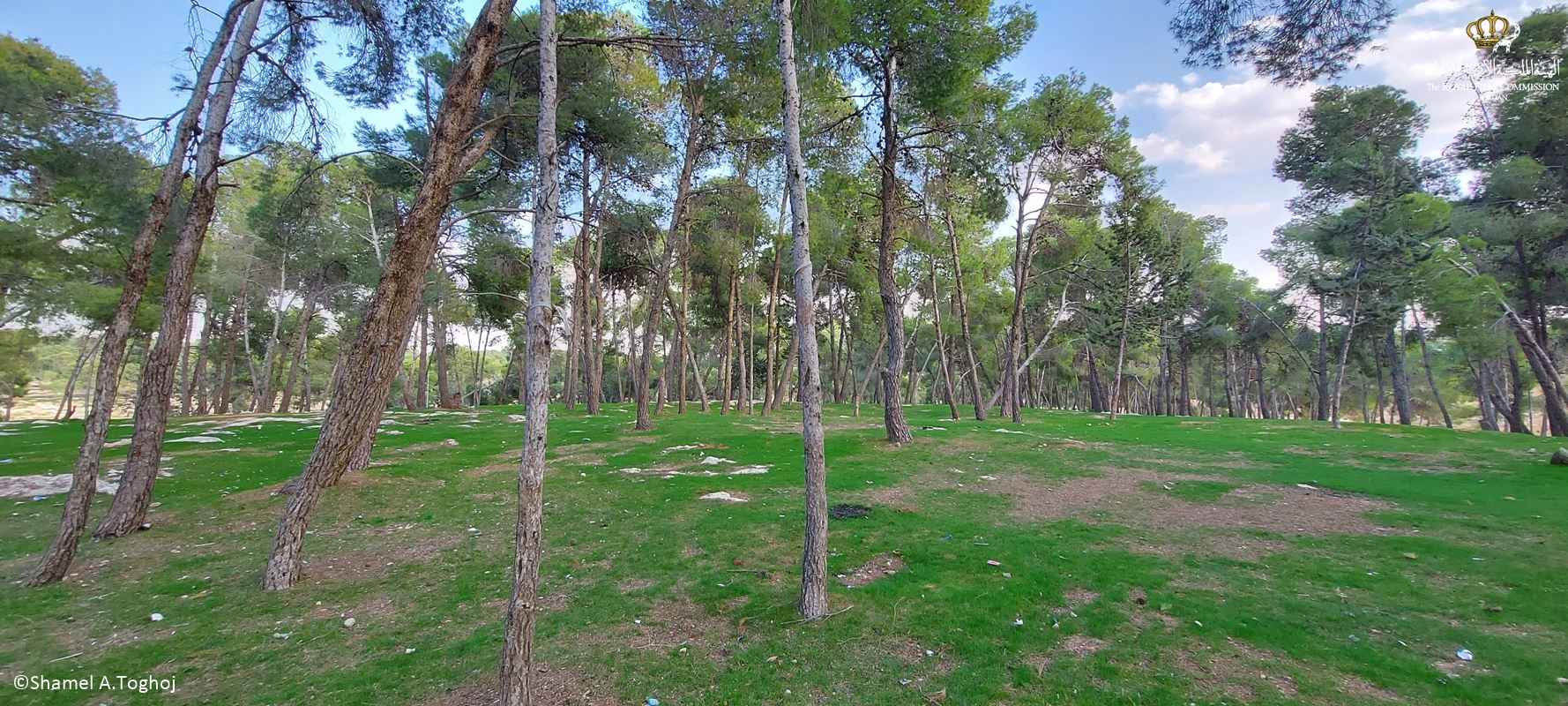 Locations Hub - King of Bahrain Forest