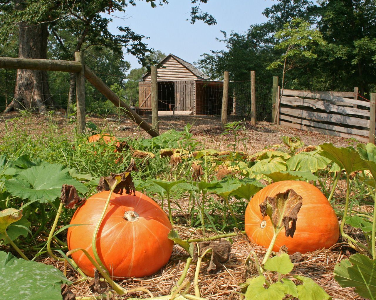 Locations Hub - McDaniel Farm Park